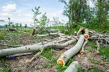 Deforestation and the Carbon Cycle Lab | New Jersey Climate Education Hub