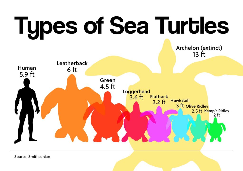 Sea Turtle Migration: Solving the Mystery